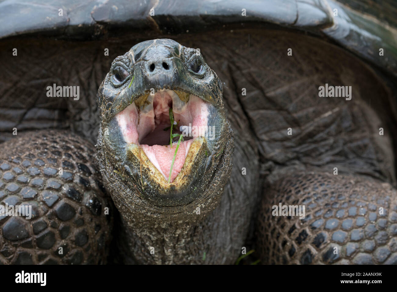 Tortoise mouth open hi-res stock photography and images - Alamy