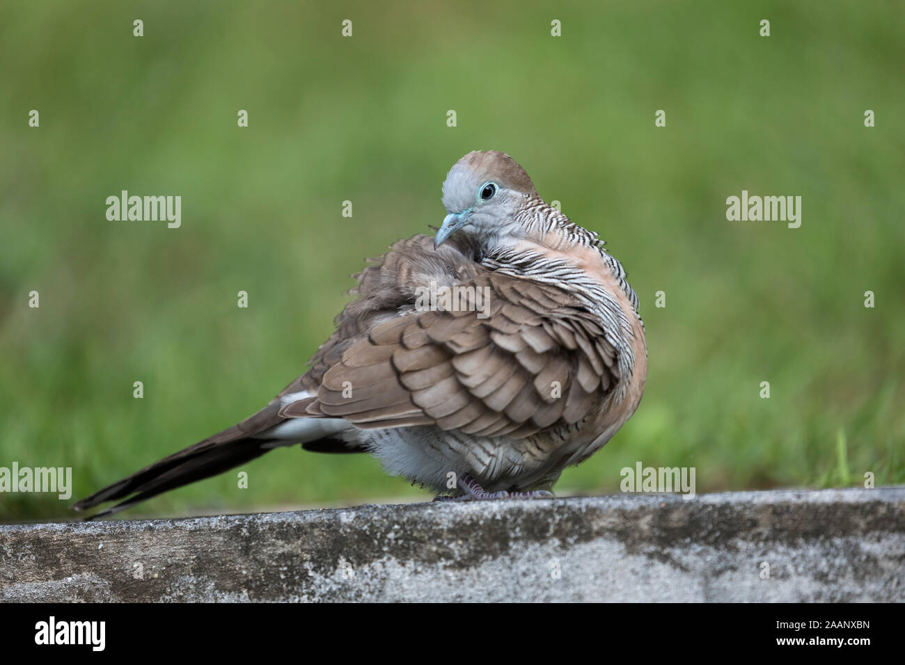 Barred Ground Dove; Geopelia striata; Preening; Seychelles Stock Photo ...