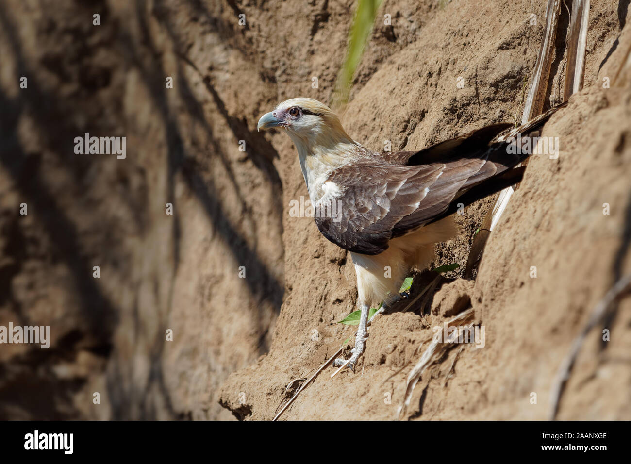 Yellow-headed Caracara - Milvago chimachima is a bird of prey in the ...