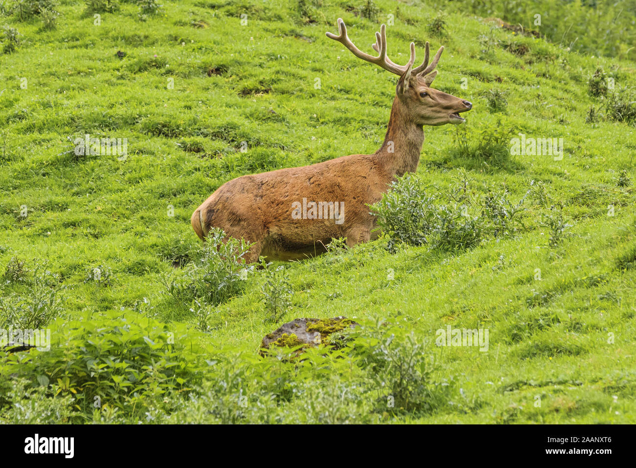 Deer grazing on mountain slope hi-res stock photography and images - Alamy
