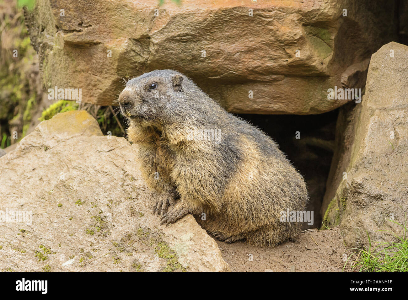 Marmot coming out of its hiding place hidden in the rocks Stock Photo ...