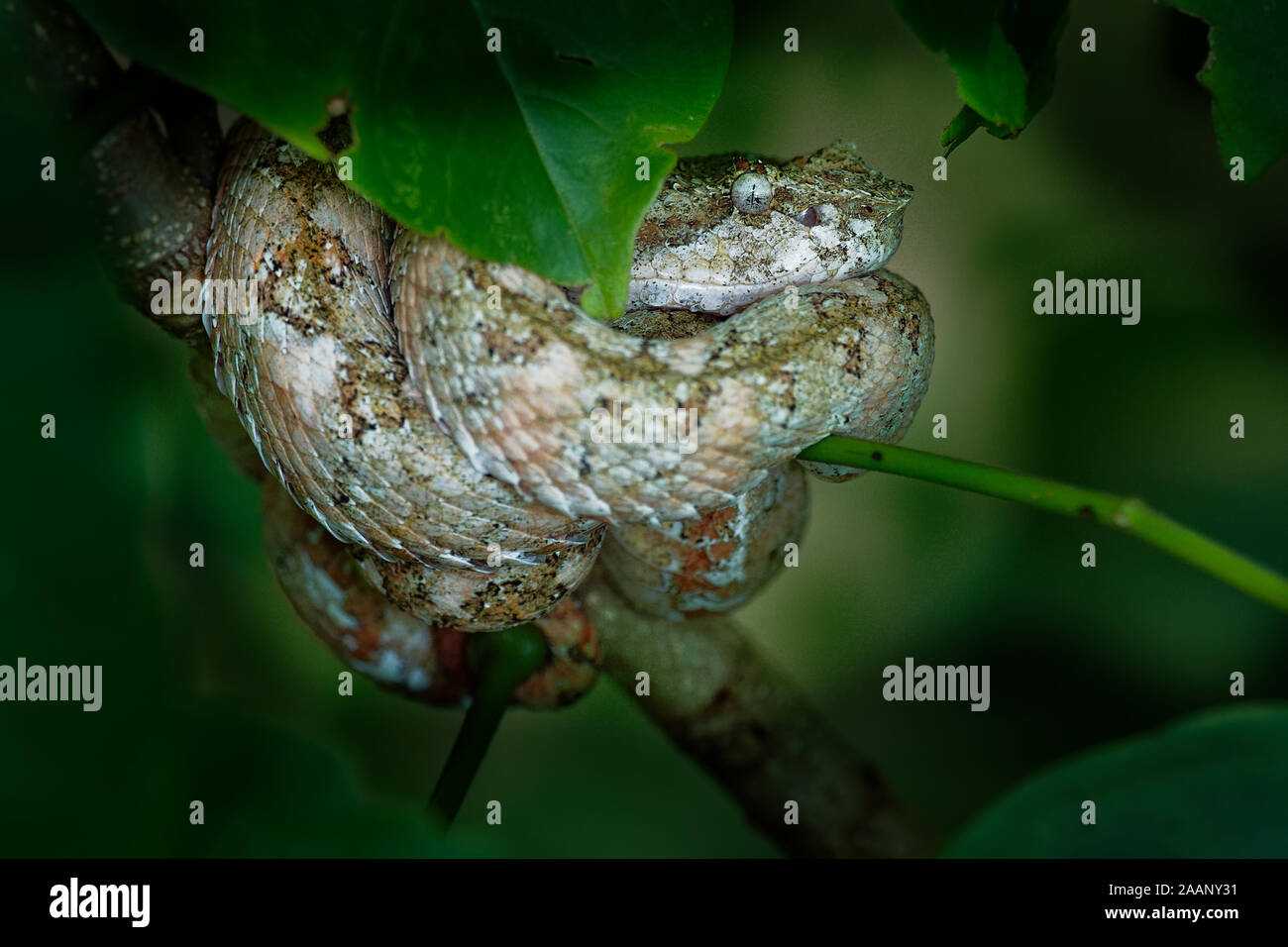 Eyelash Viper - Bothriechis schlegeli venomous pit viper species found ...