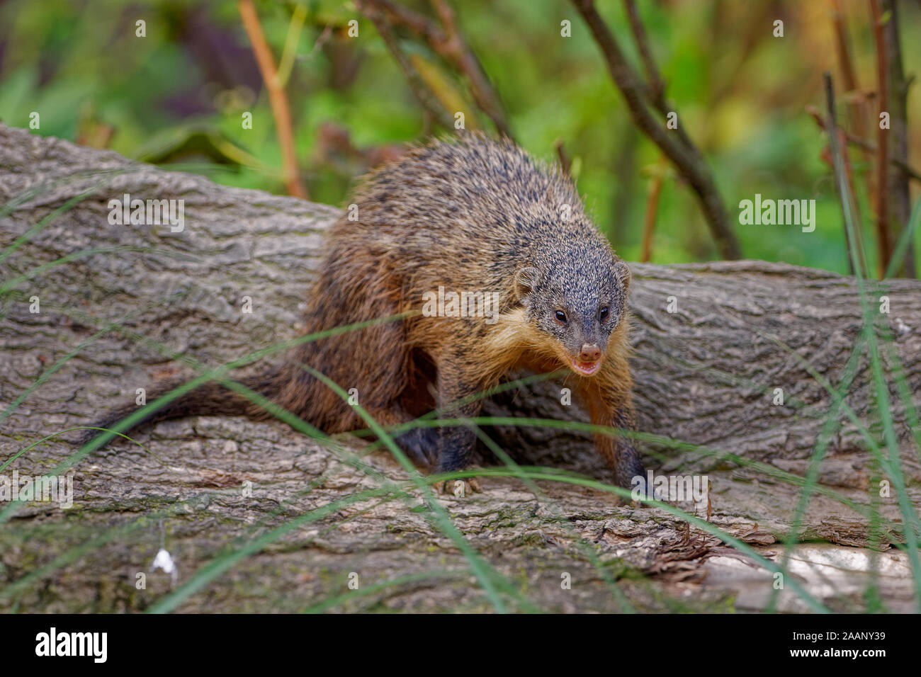 Mongoose africa teeth hi-res stock photography and images - Alamy