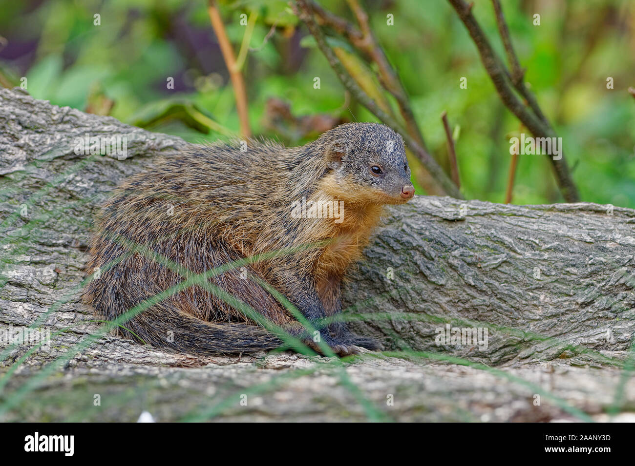 Mongoose and teeth hi-res stock photography and images - Alamy