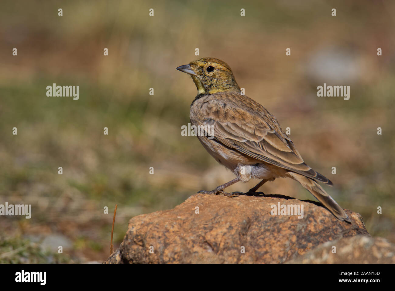 Horned Lark - Eremophila alpestris called the shore lark in Europe, is ...