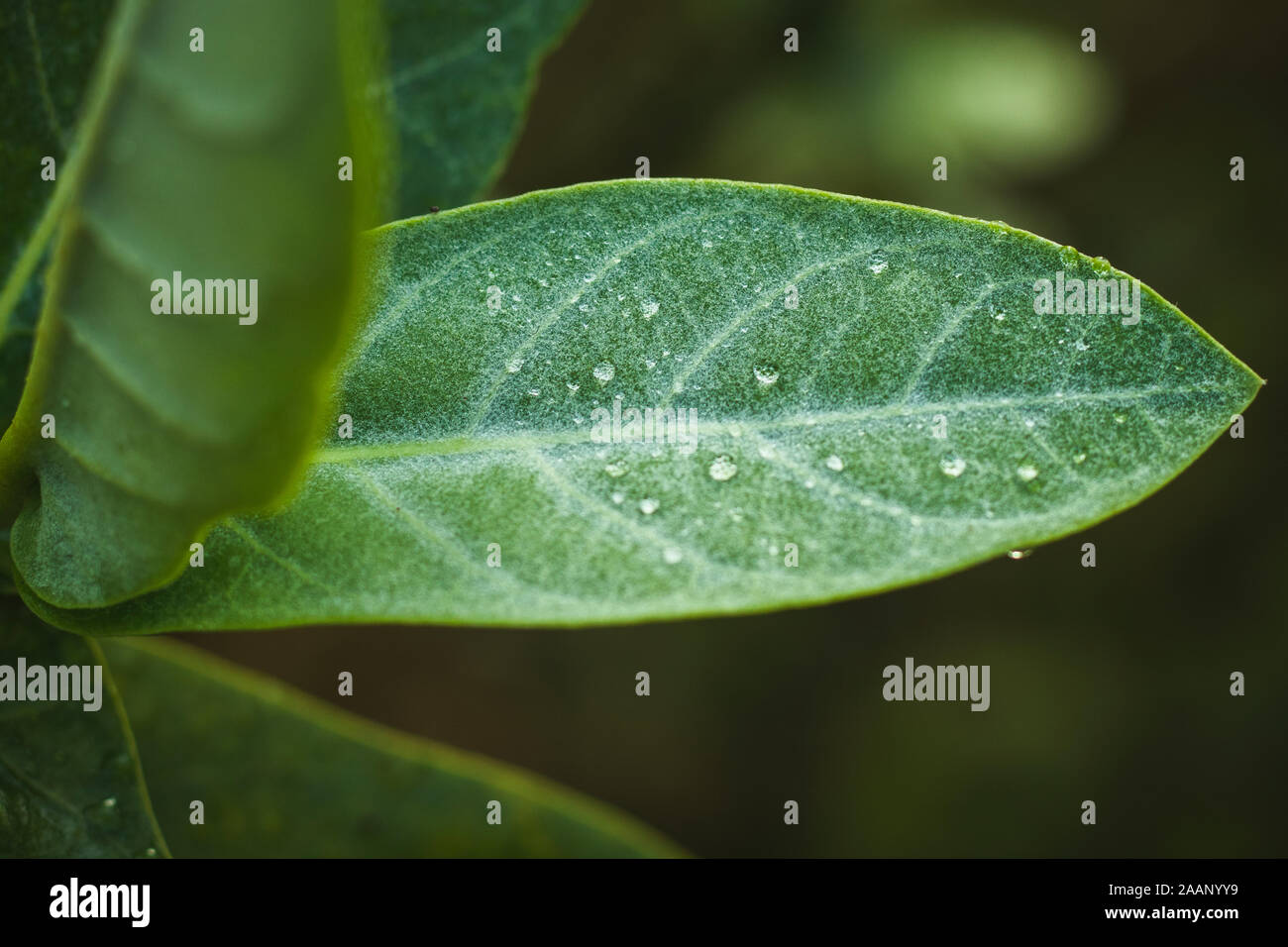 water drops on calotropis gigantea leaf in sijhora india Stock Photo ...
