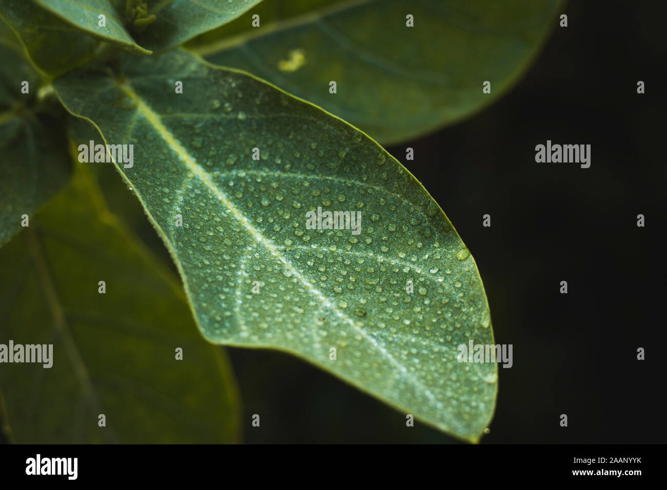water drops on calotropis gigantea leaf in sijhora india Stock Photo ...