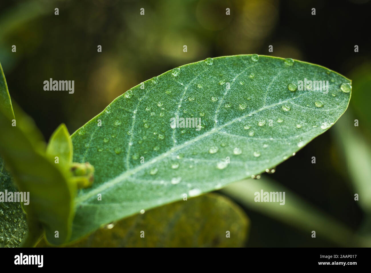 Calotropis gigantea hi-res stock photography and images - Alamy