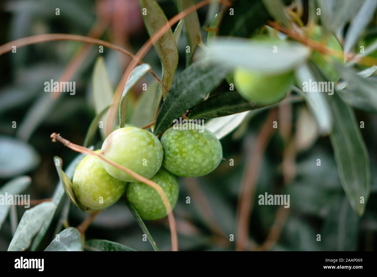 Branch with ripe green olives bunch close up. Traditional mediterranean ...
