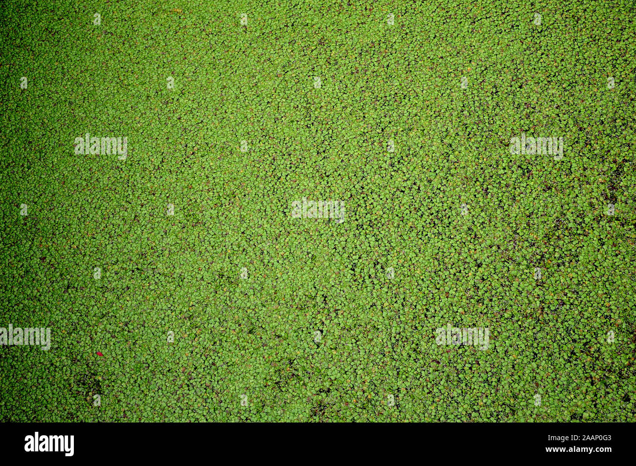 Pune; Maharashtra; India; Sept. 2015: Southeast Asia - Green moss with ...