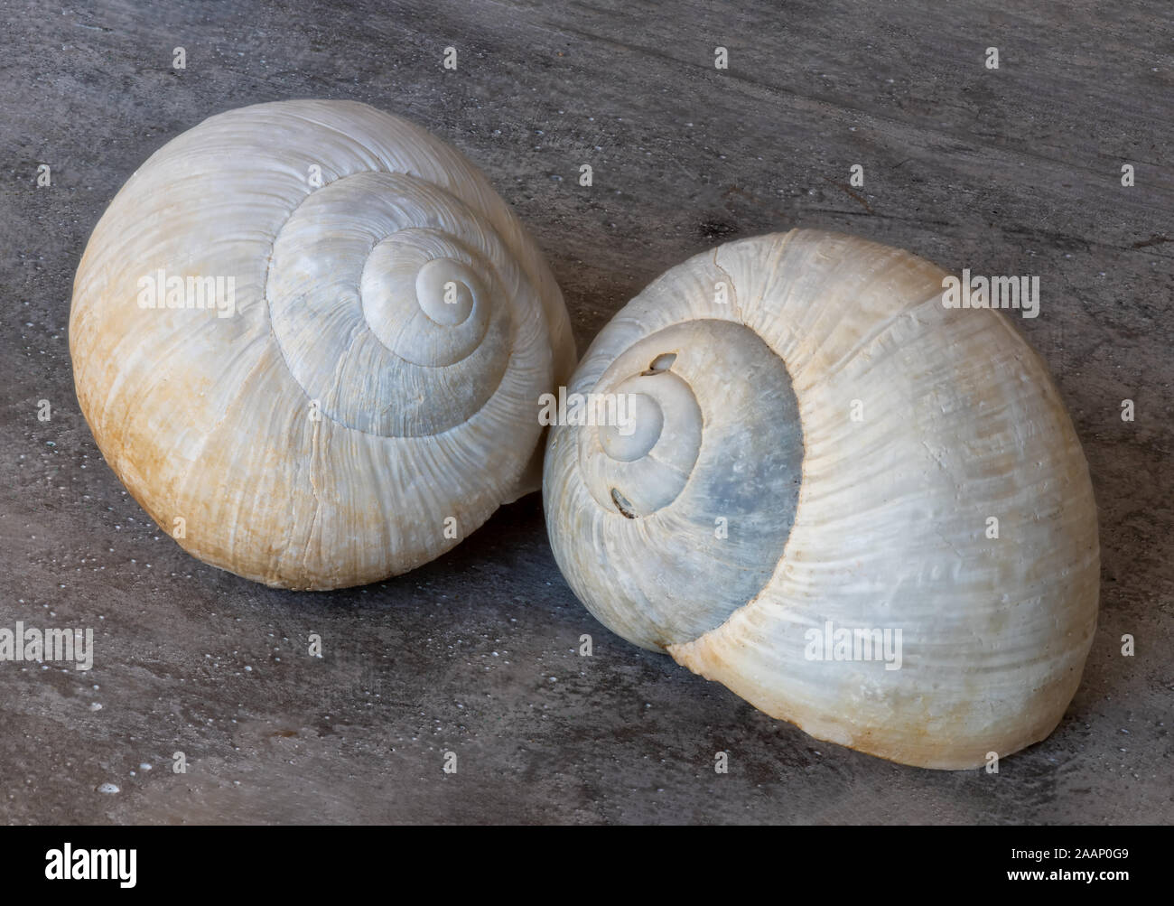 Pair of white snail shells macro on a gray concrete stone background ...