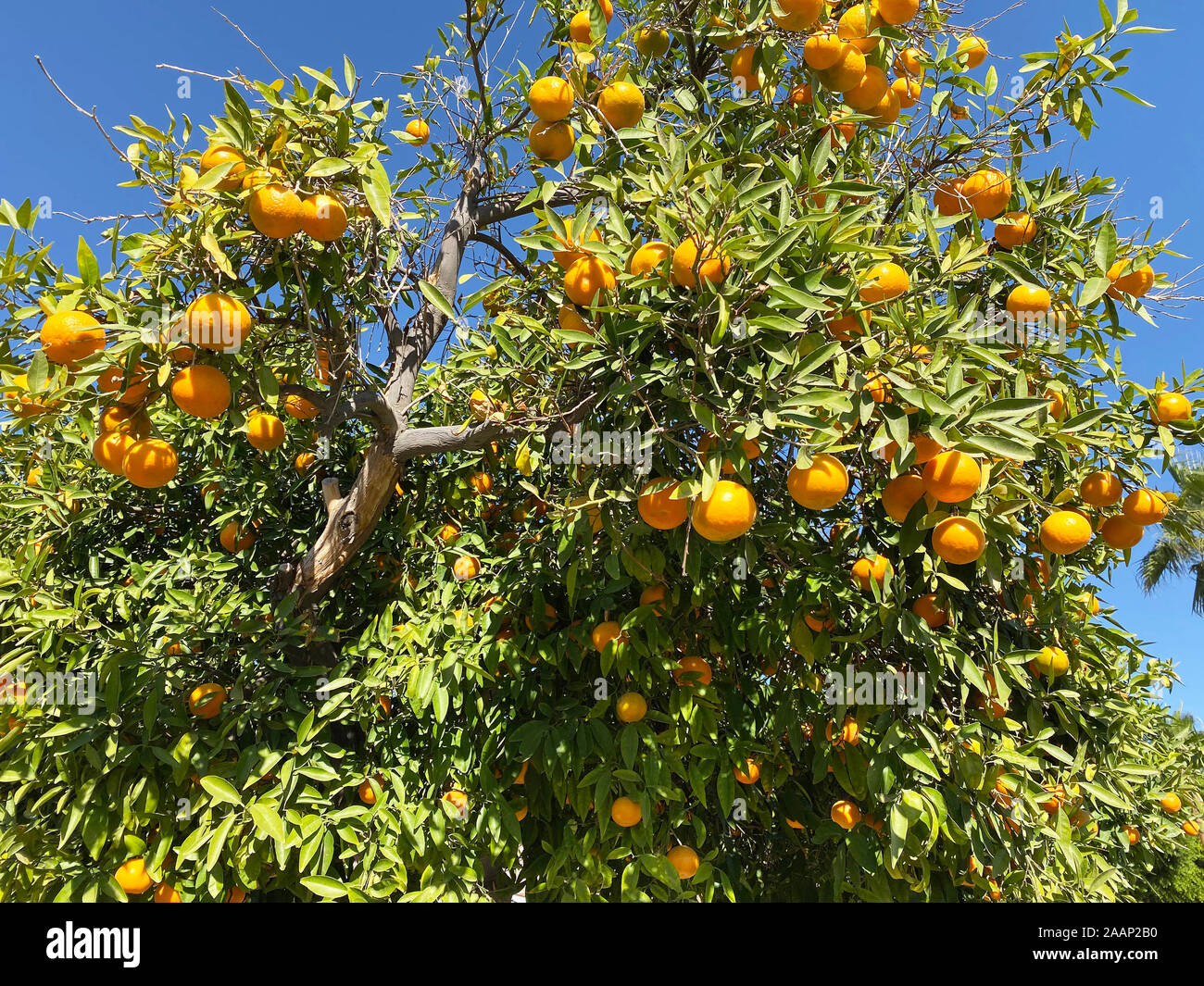 ORANGE TREE in Miami, Florida. Photo: Tony Gale Stock Photo - Alamy