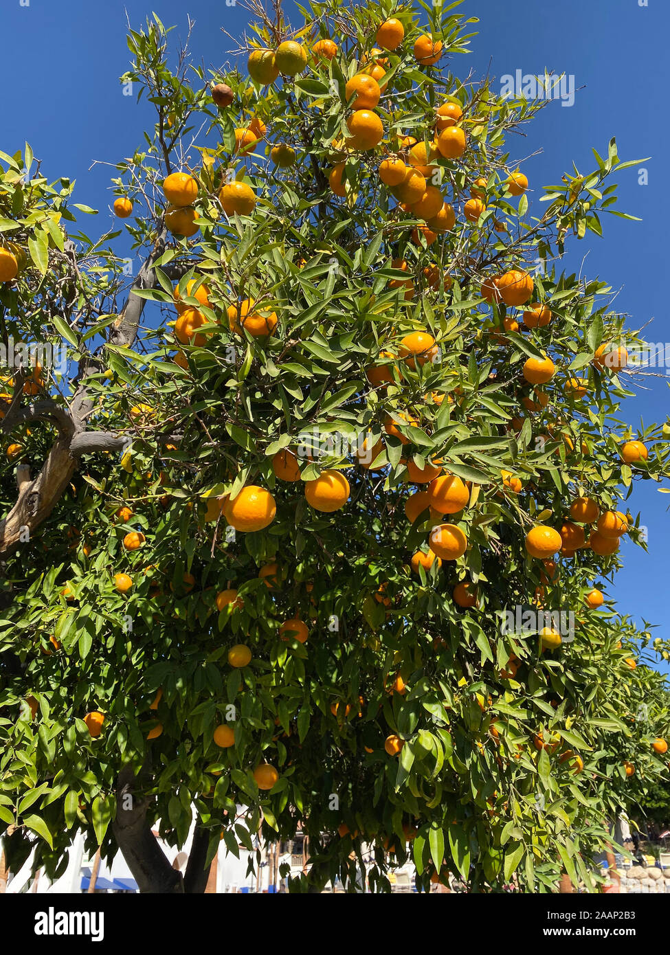 ORANGE TREE in Miami, Florida. Photo: Tony Gale Stock Photo - Alamy