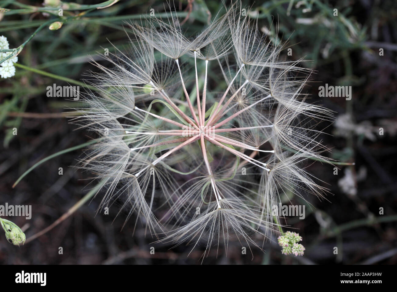 Luxuriant seeds hi-res stock photography and images - Alamy