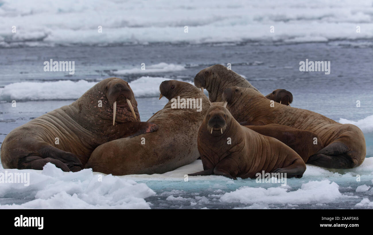 Walross hi-res stock photography and images - Alamy