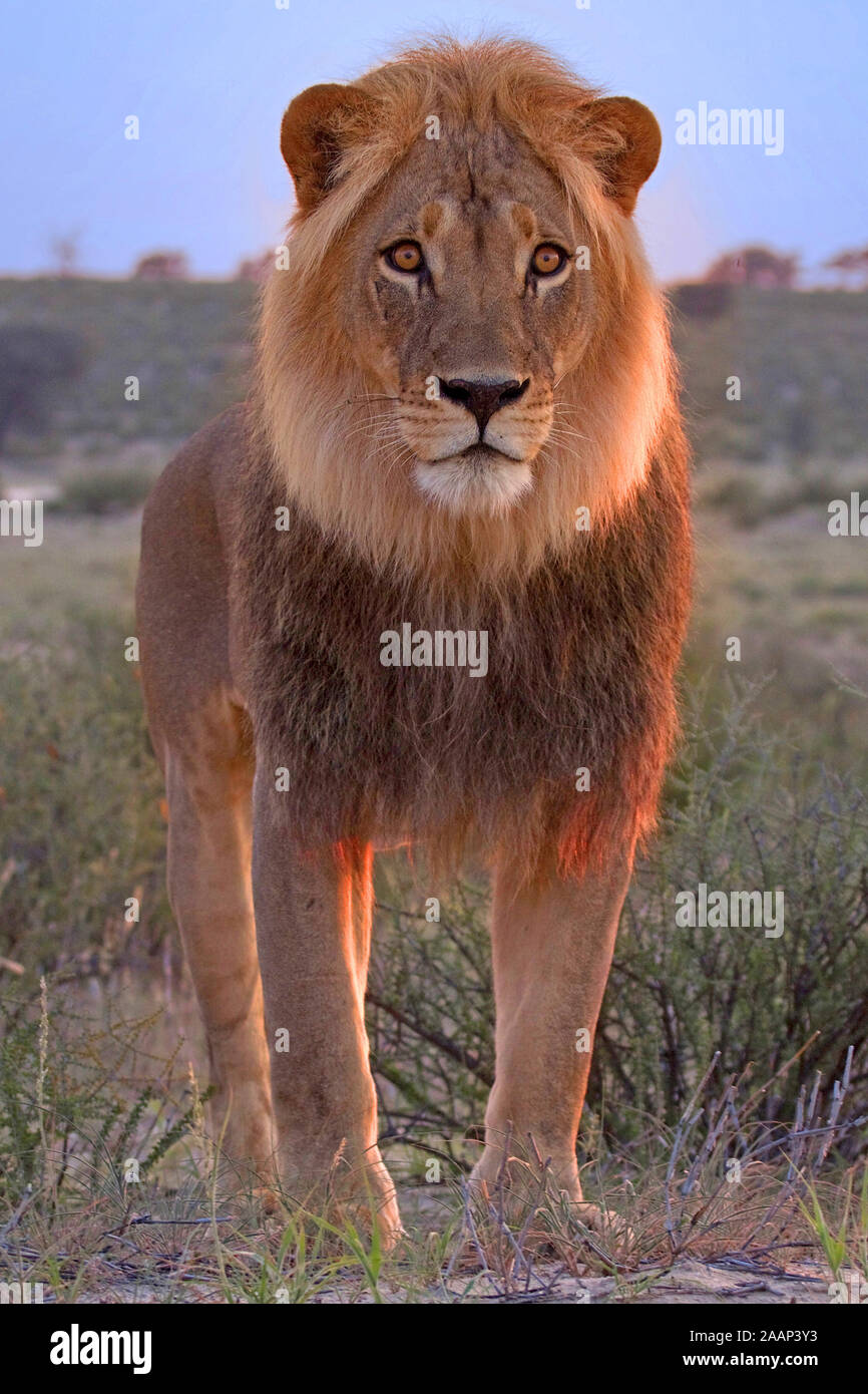 Loewe Panthera leo Lion Loewe im ersten Morgenlicht in der Kalahari ...