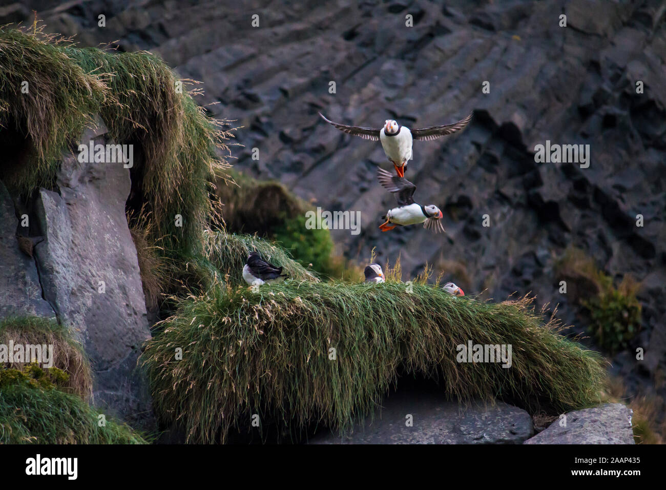 Puffin flying after fish hunting hi-res stock photography and images ...