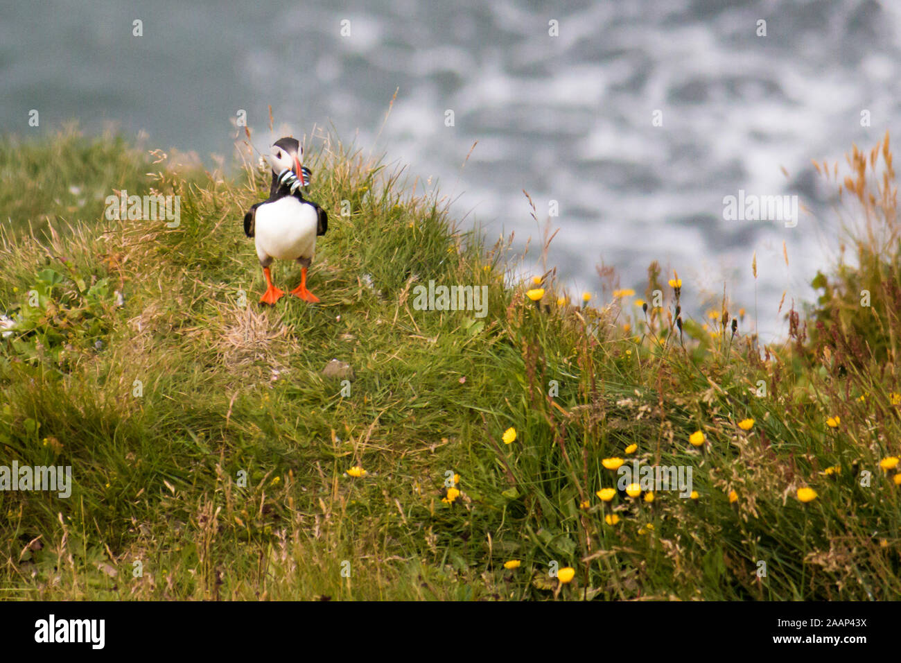 Puffin with fish Stock Photo - Alamy