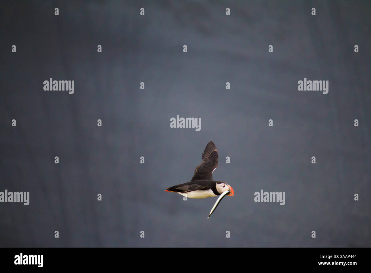 Puffin flying after fish hunting hi-res stock photography and images ...