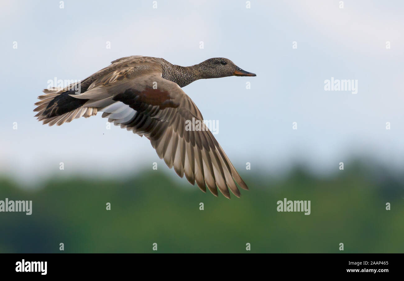 Gadwall full plumage drake hi-res stock photography and images - Alamy