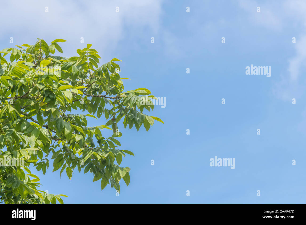 Summertime leaves and foliage of Japanese Walnut - Juglans ailantifolia ...