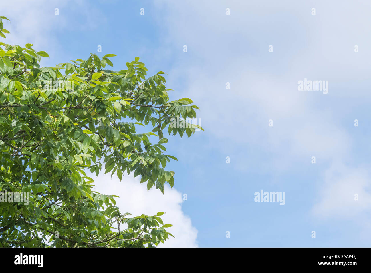 Summertime leaves and foliage of Japanese Walnut - Juglans ailantifolia ...