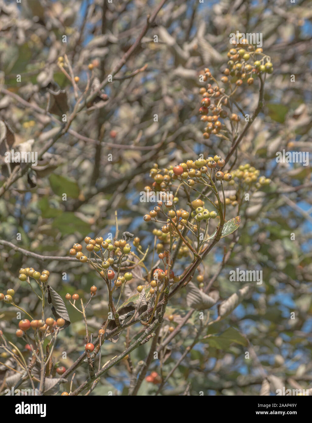 Common whitebeam fruits hi-res stock photography and images - Alamy