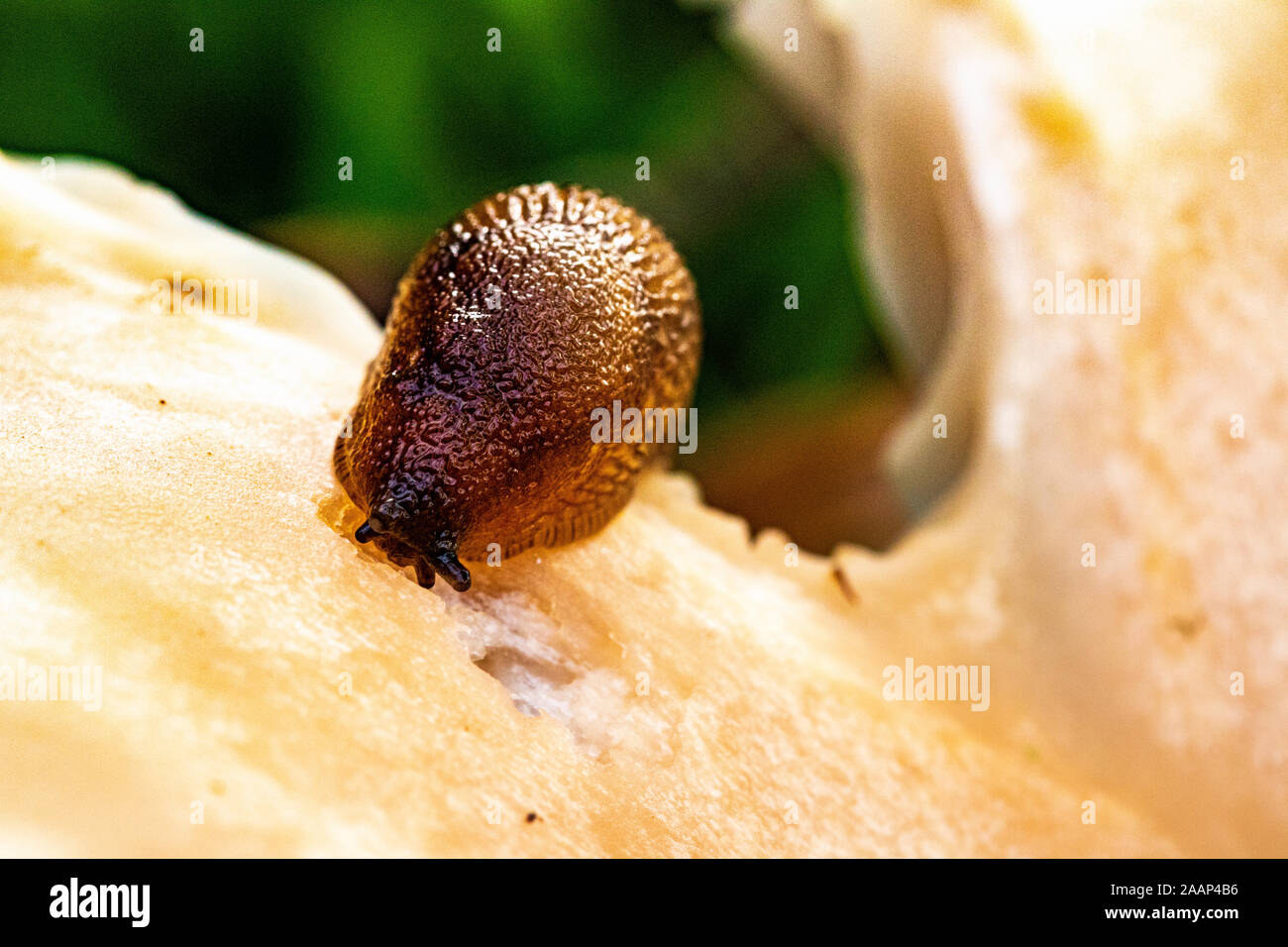 Food chain animals hi-res stock photography and images - Alamy