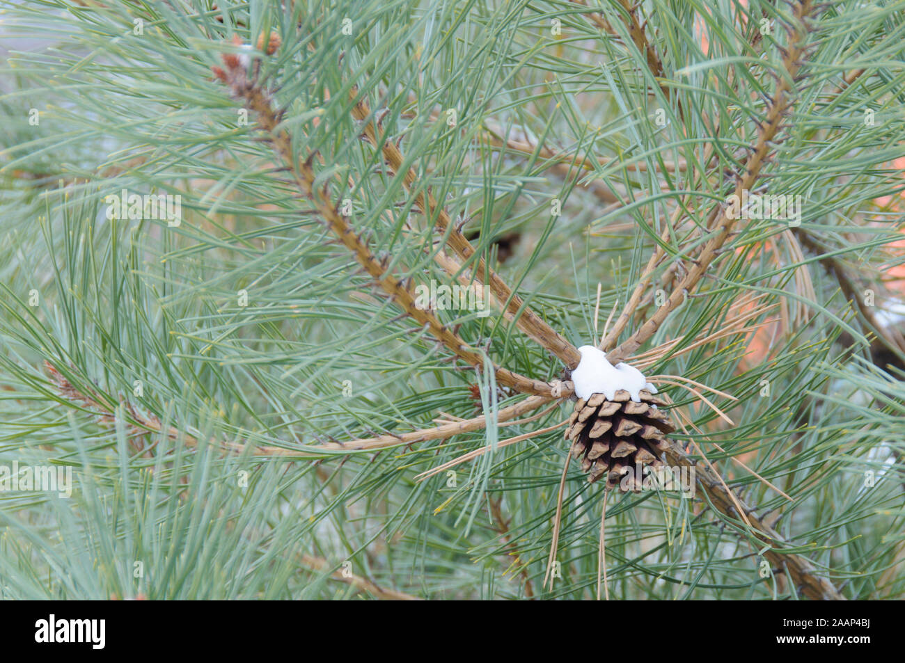 Celebrate cone hi-res stock photography and images - Alamy