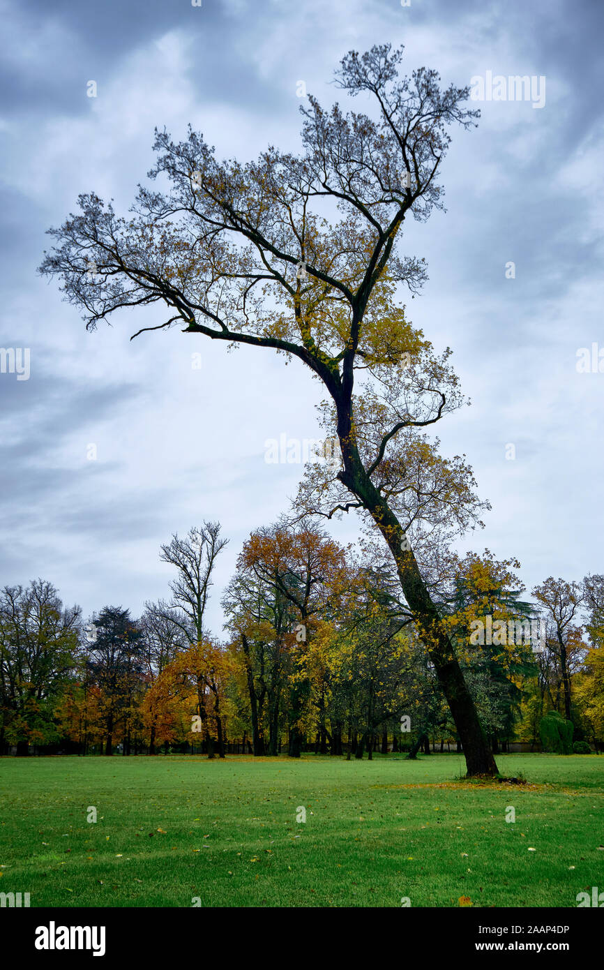 Scenic big single tree - Autumn in Monza, Italy Stock Photo - Alamy