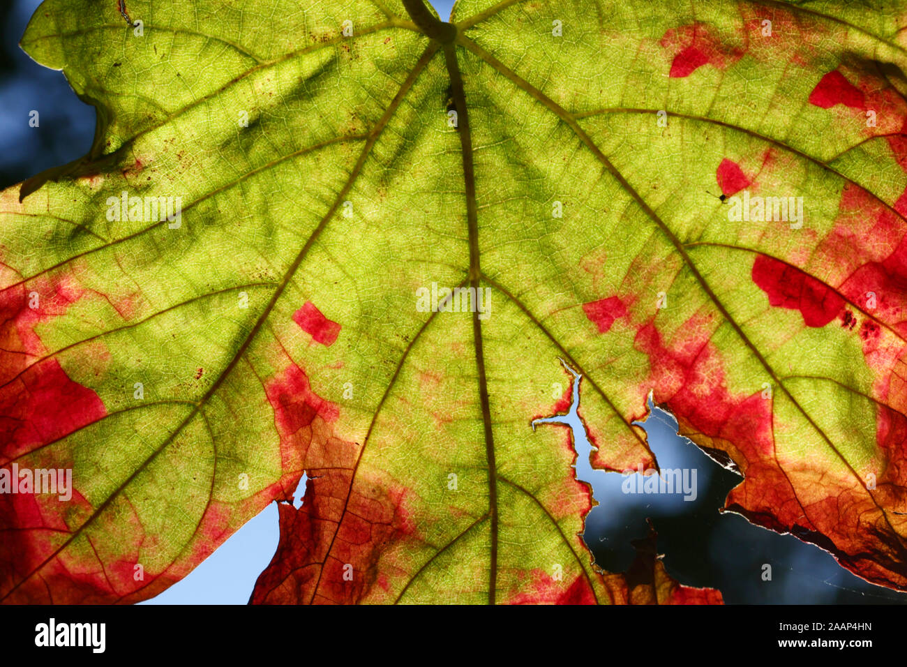 colors of vine leaves in autumn Stock Photo - Alamy