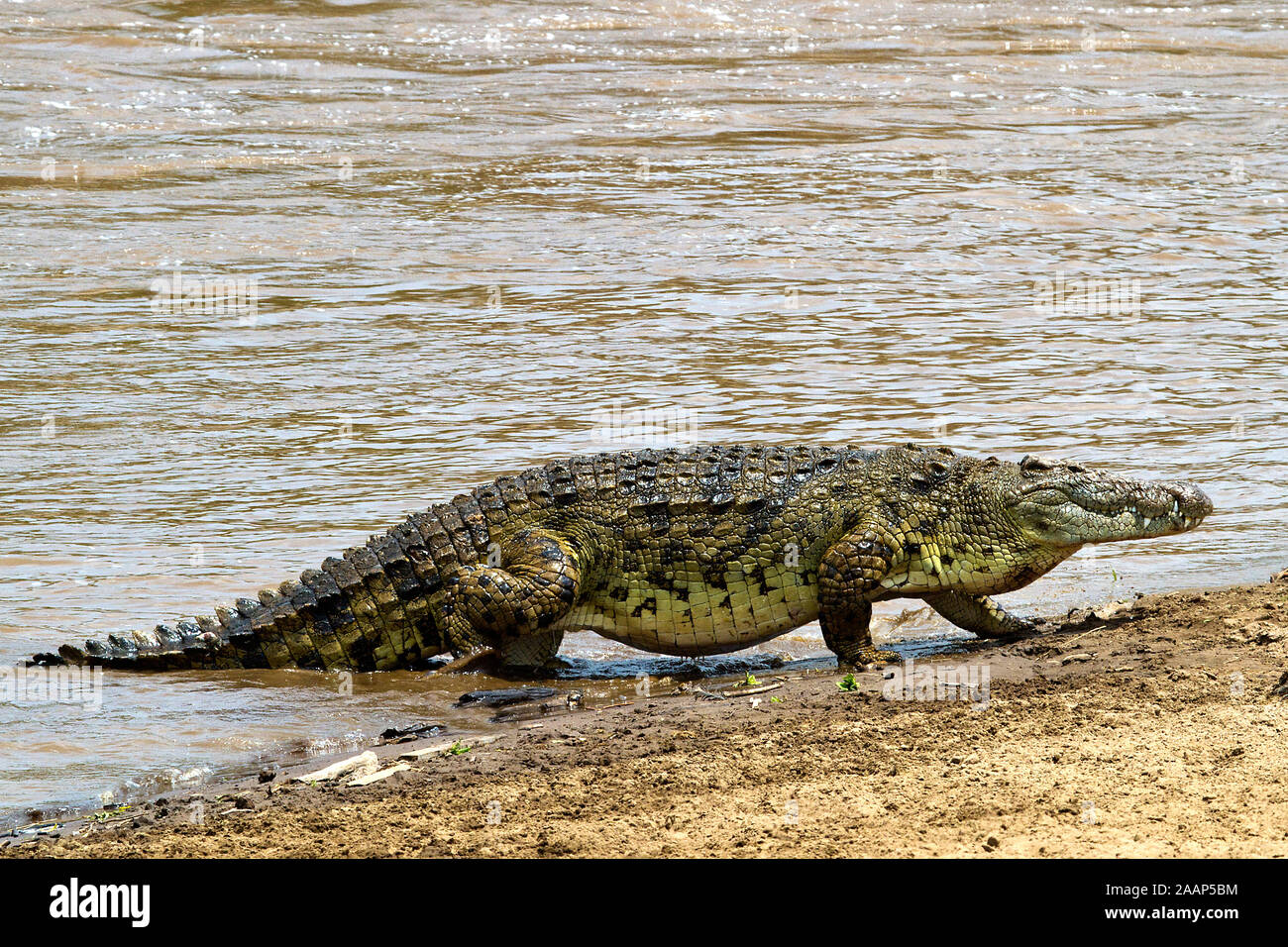 Krokodil krokodile hi-res stock photography and images - Alamy