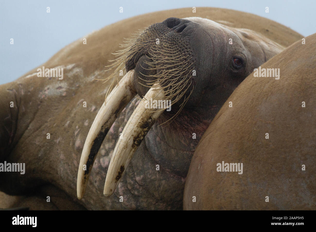 Walross hi-res stock photography and images - Alamy