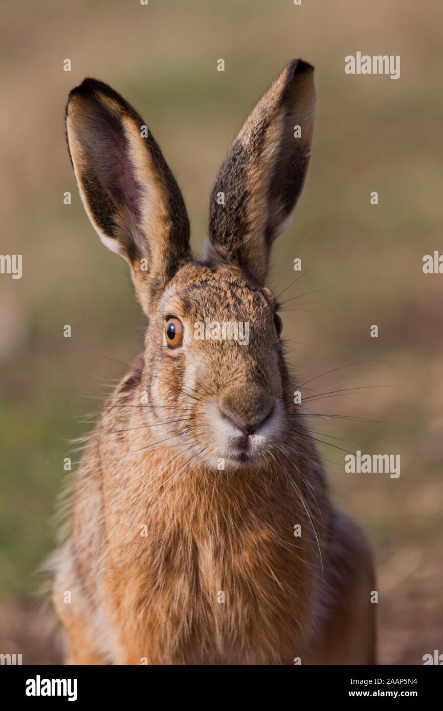 Feldhasen hi-res stock photography and images - Alamy