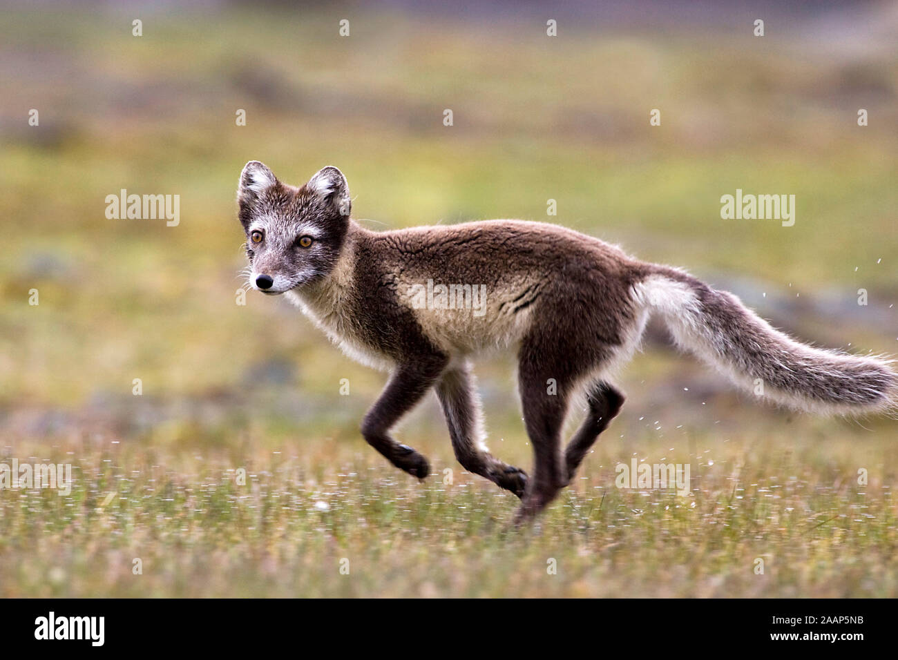 Vulpes vulpes sommer hi-res stock photography and images - Alamy