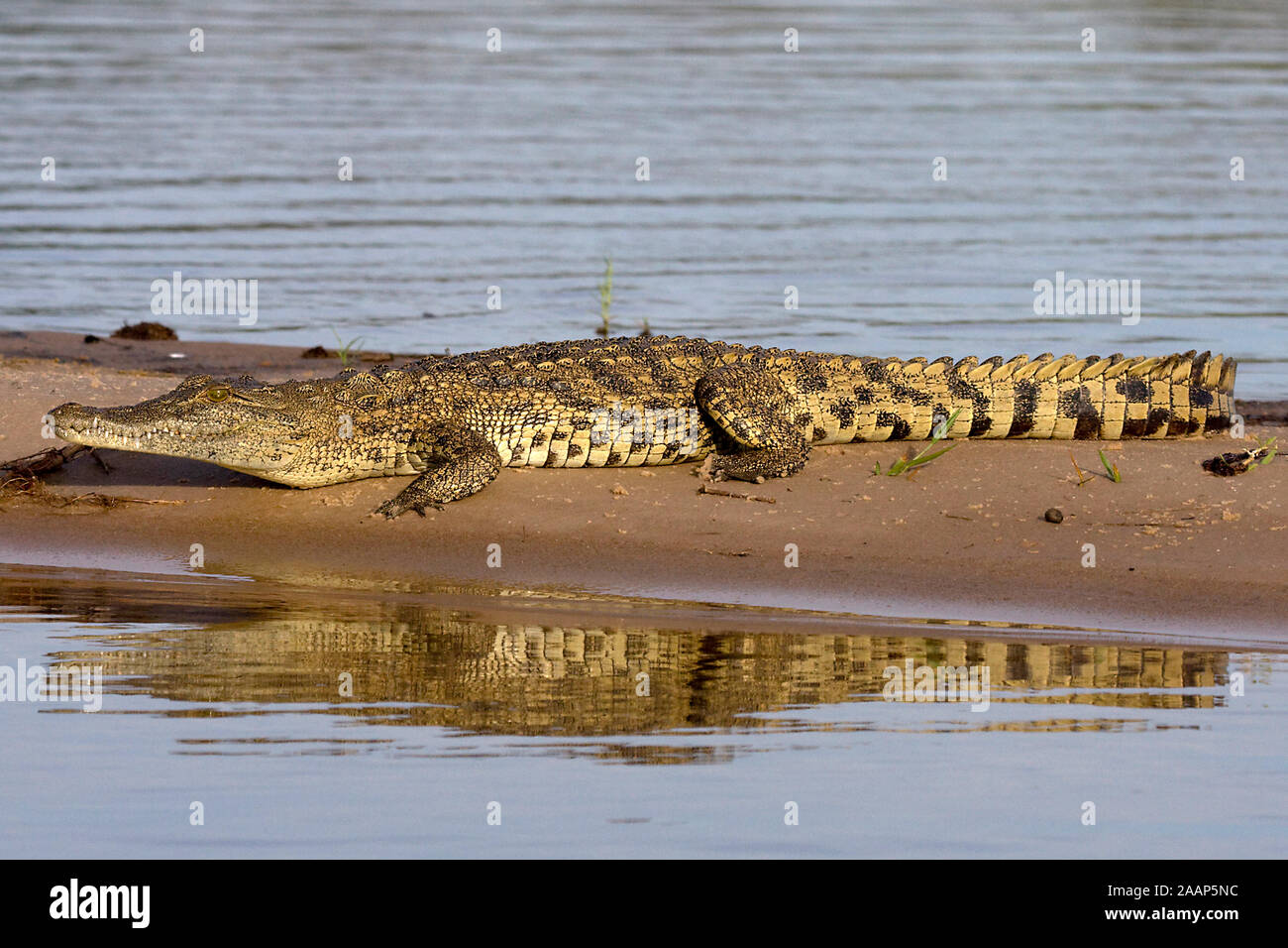 Nilkrokodil | Crocodylus niloticus - Nile crocodile Nilkrokodil ruhend ...
