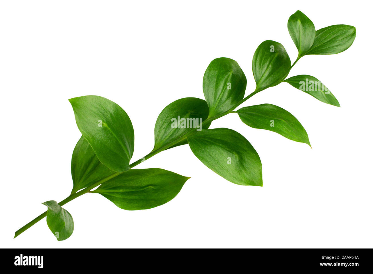 One plant twig with green leaves on white background isolated closeup ...
