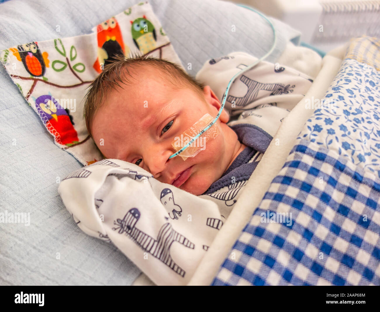 Premature Baby Boy In Hospital Highres Stock Photo