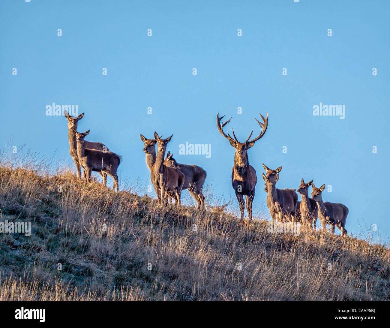 Barrow moor hi-res stock photography and images - Alamy