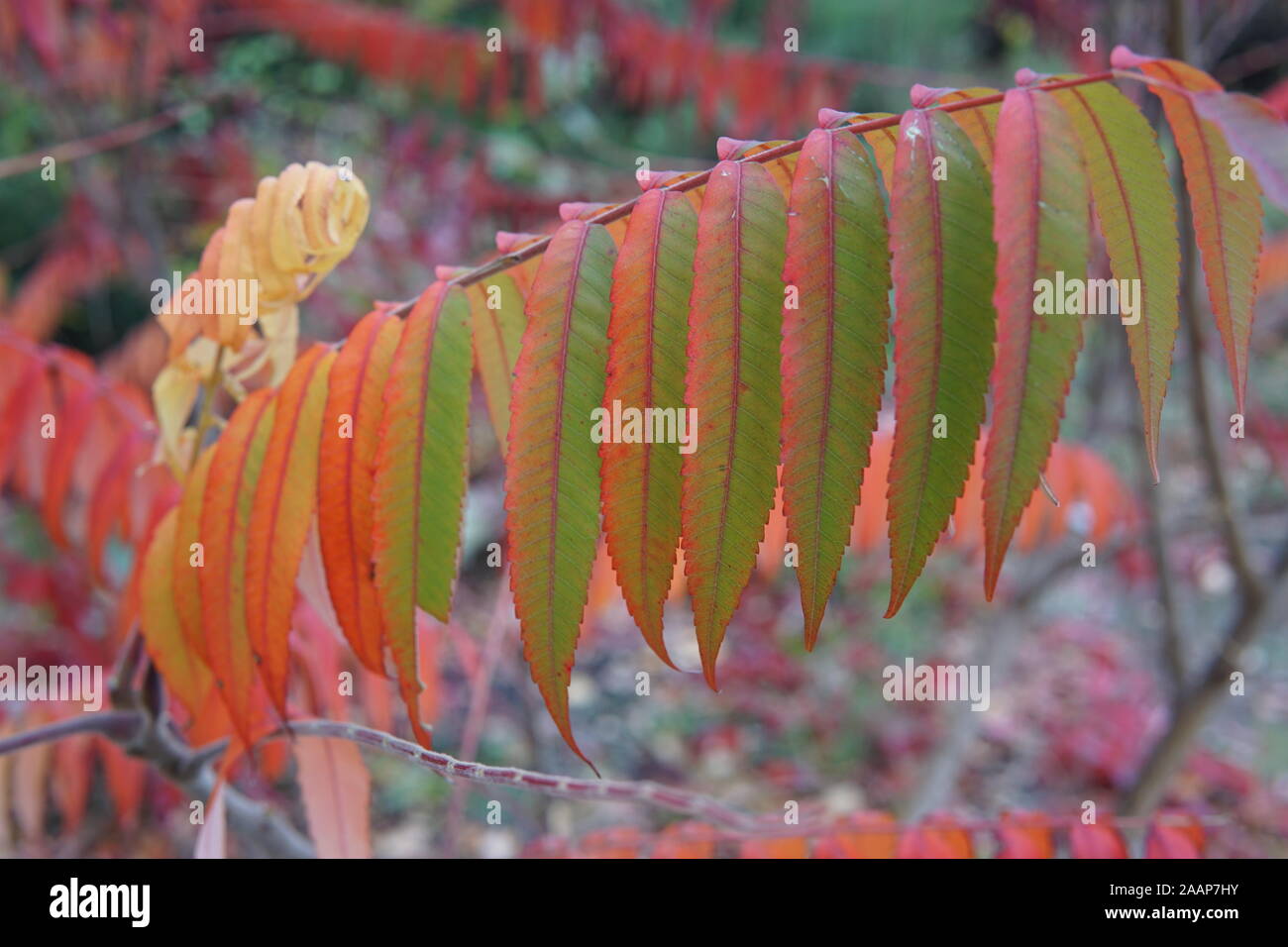 Colorful autumn leaves of sumac Rhus typhina Stock Photo - Alamy