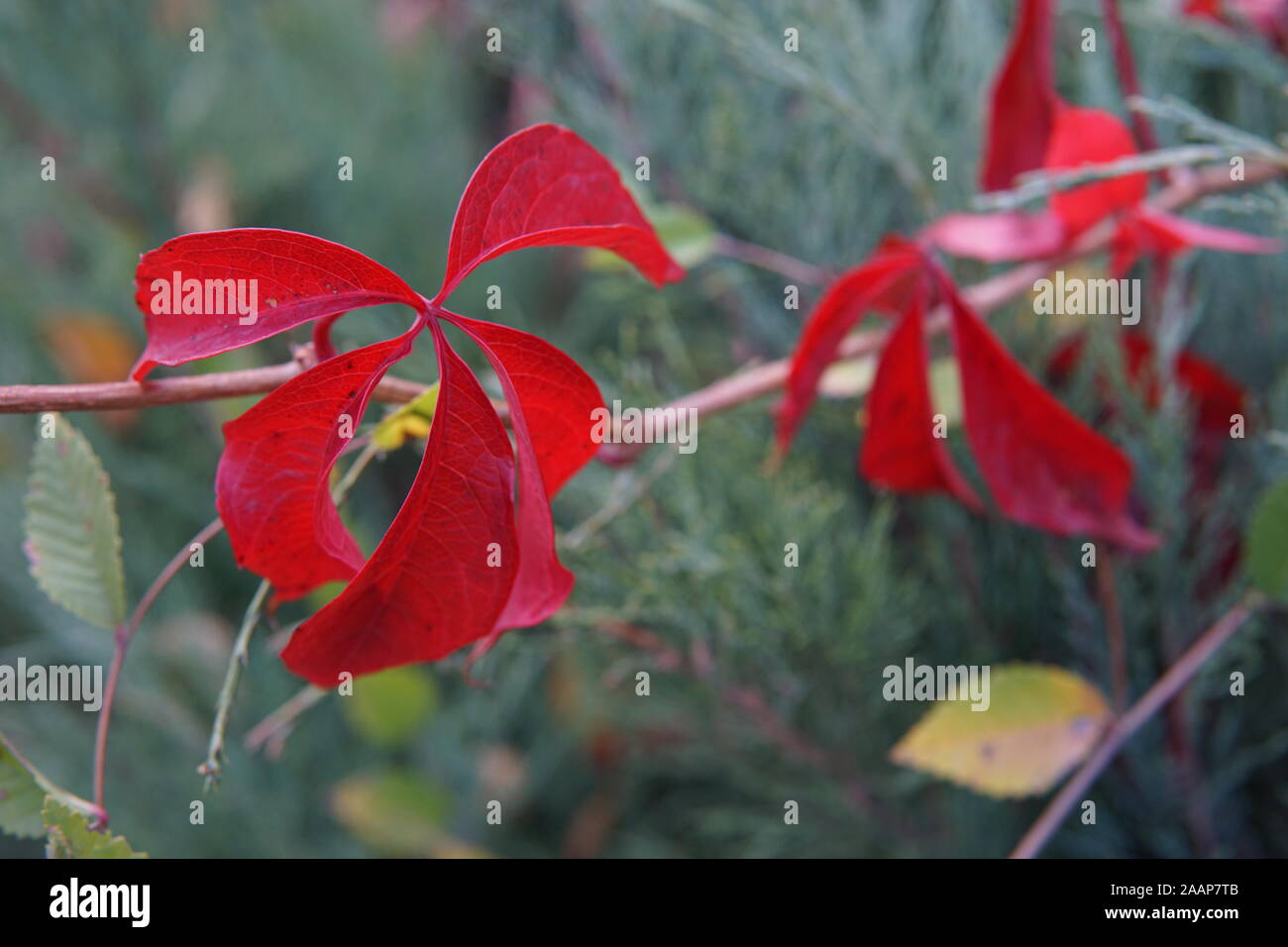 Dark red leaves on a tree in autumn. close up photo Stock Photo - Alamy