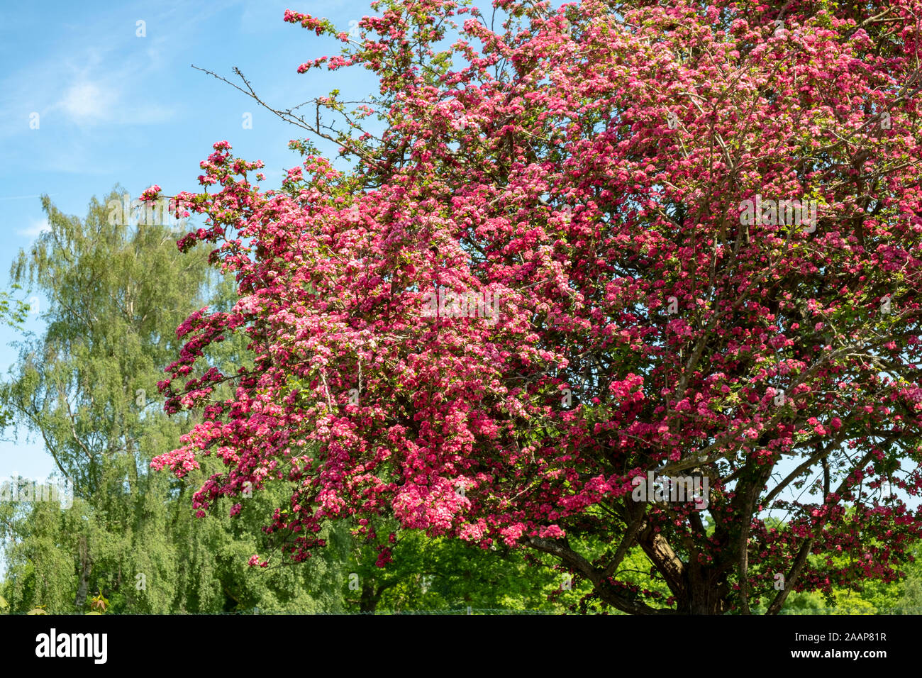 Pink hawthorn hi-res stock photography and images - Alamy