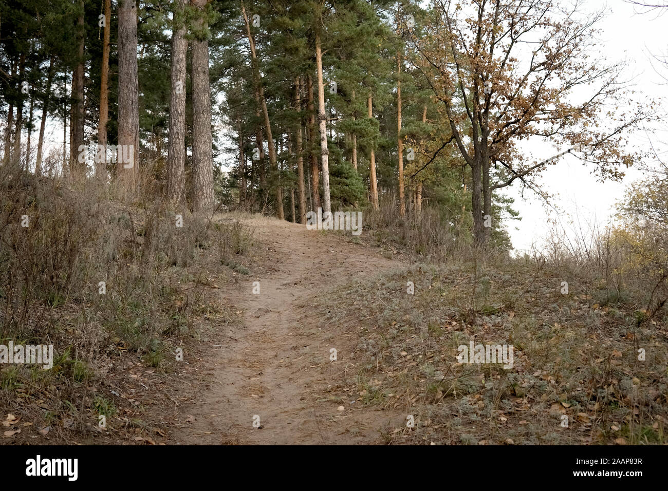 Footpath wood between sand hi-res stock photography and images - Alamy