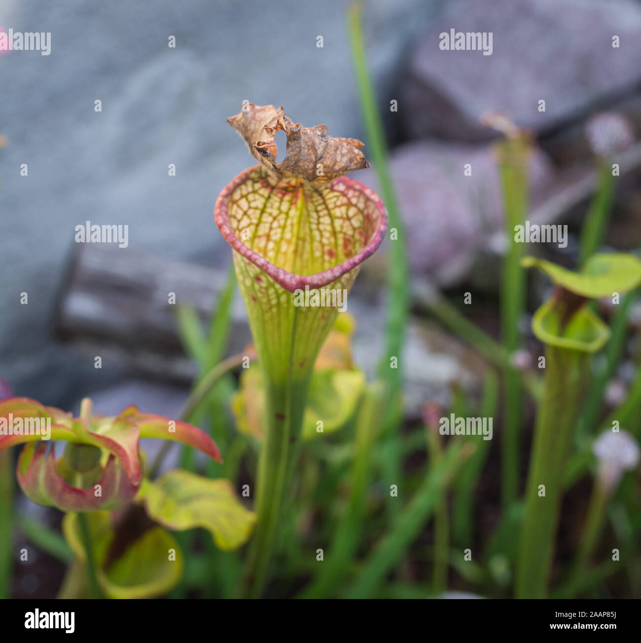 Sarracenia Alata Saraceniaceae Pitcher plant Stock Photo - Alamy