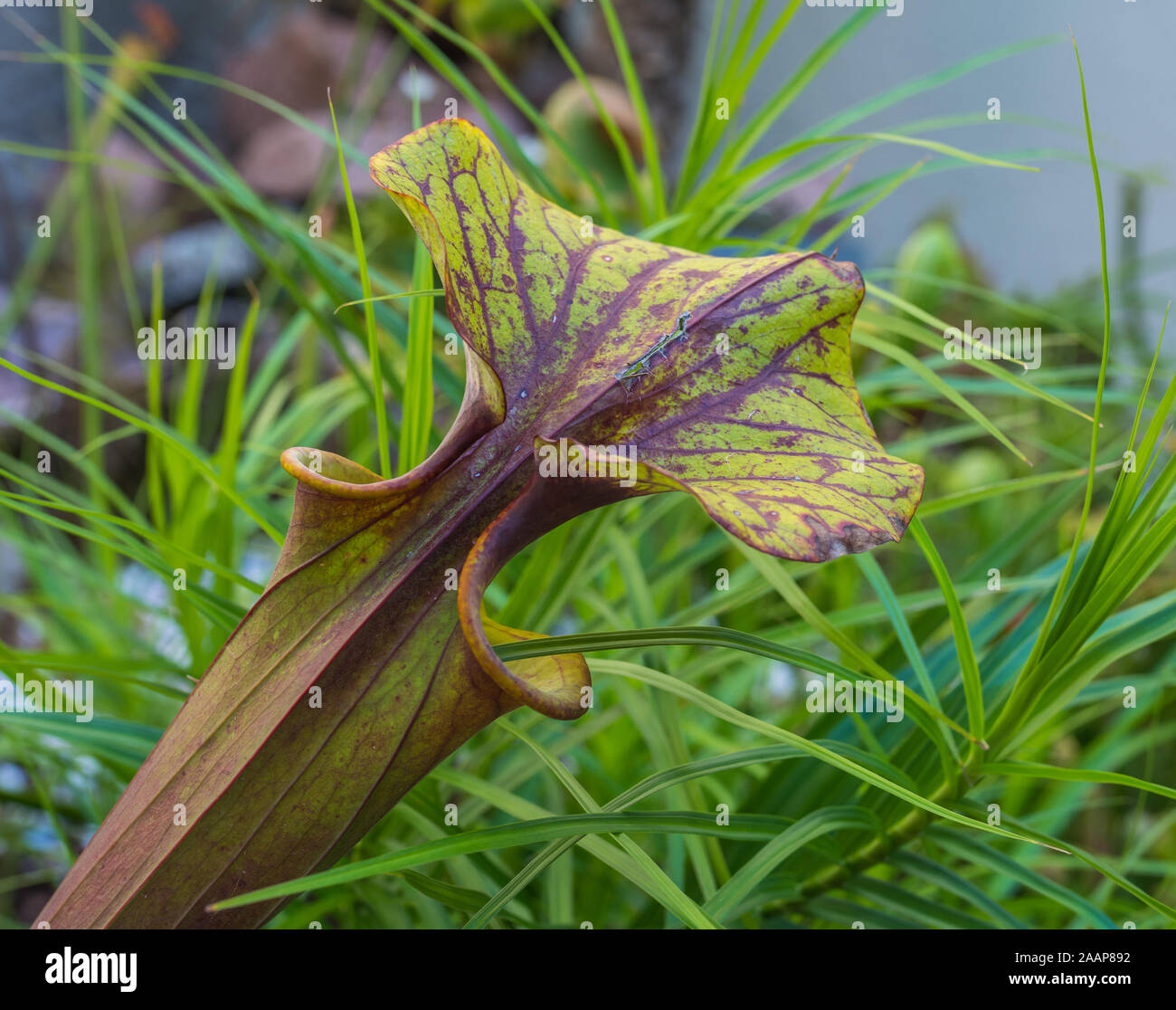 northern pitcher plant (Sarracenia purpurea), leaves Stock Photo - Alamy