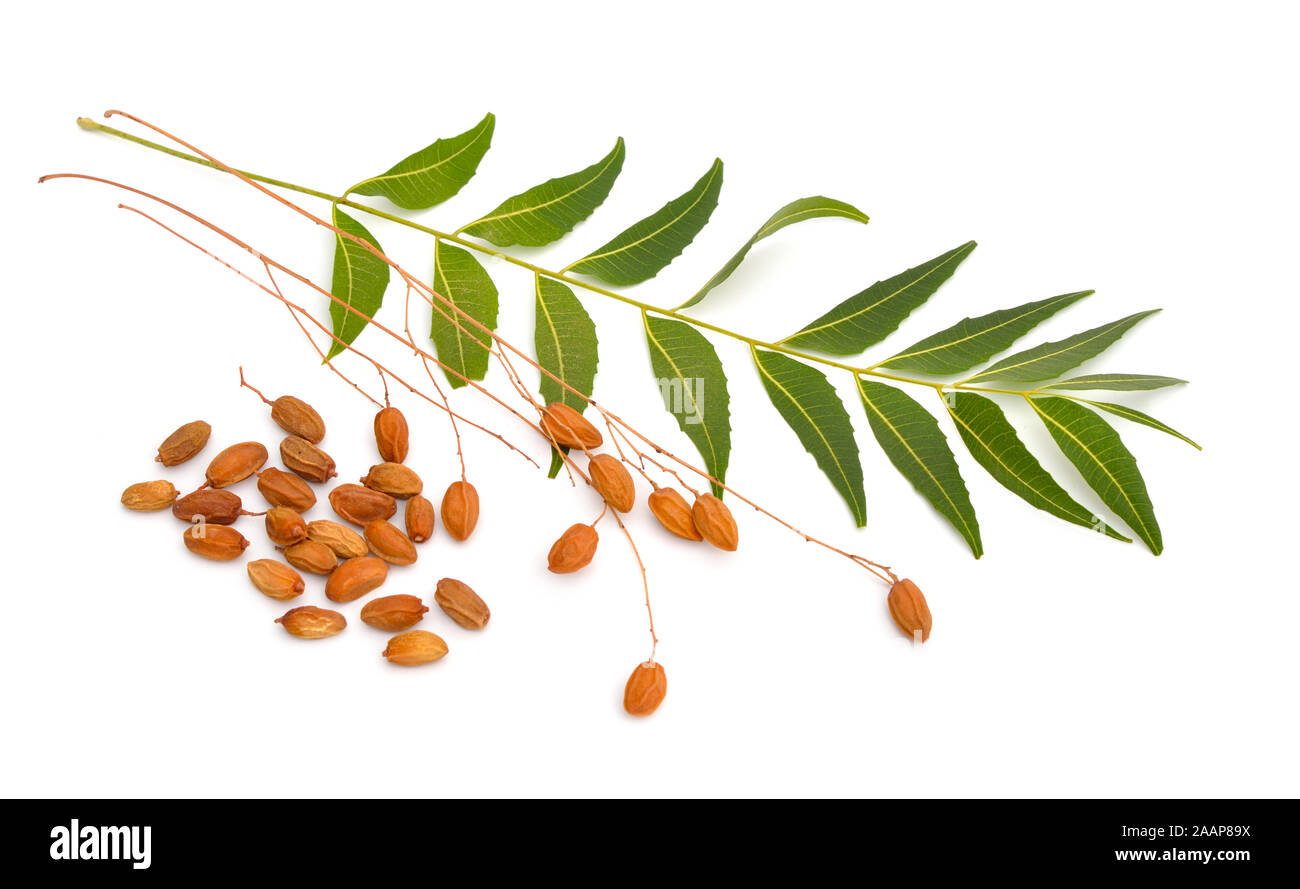 Azadirachta indica, commonly known as neem, nimtree or Indian lilac ...