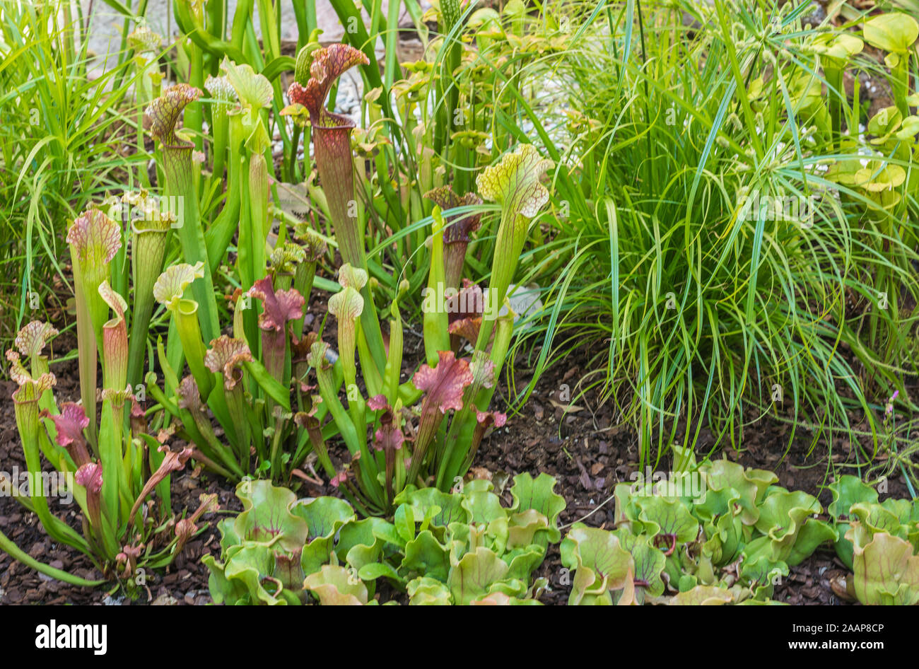 Pitcher Plant Sarracenia Purpurea High Resolution Stock Photography and ...