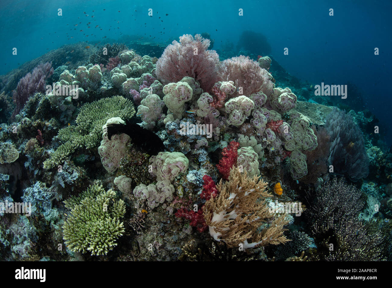 An amazing coral reef thrives in the shallows of Raja Ampat, Indonesia ...