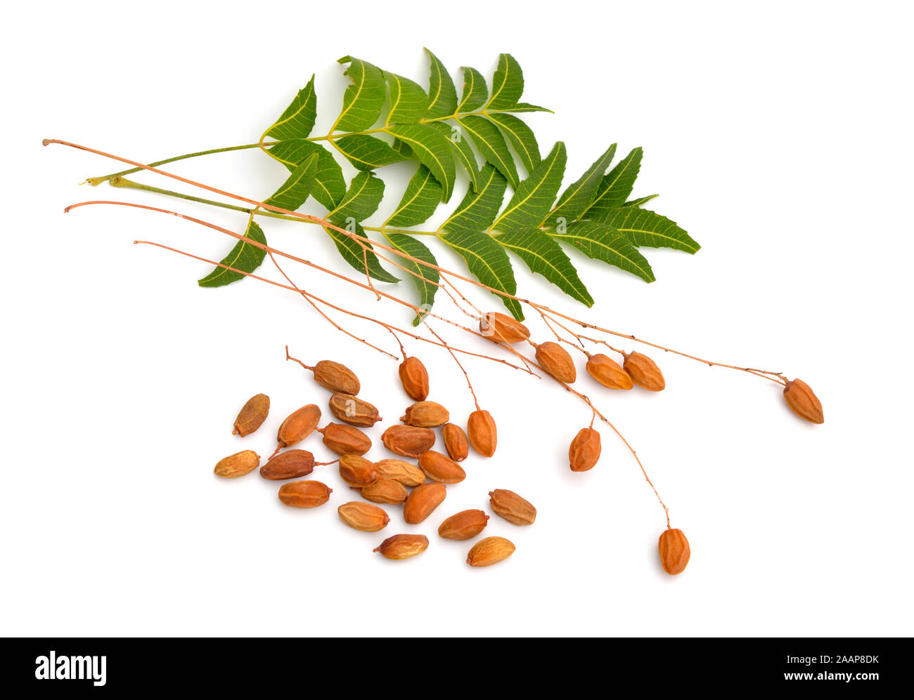 Azadirachta indica, commonly known as neem, nimtree or Indian lilac ...
