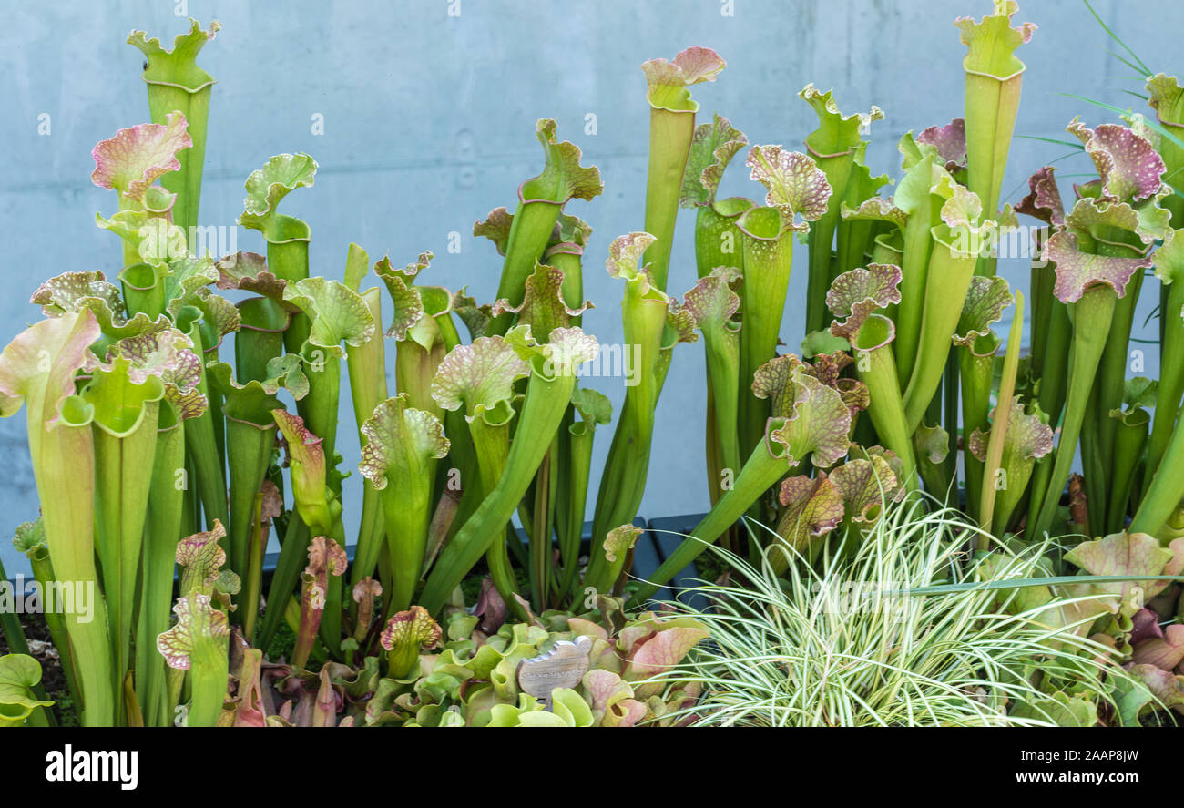 northern pitcher plant (Sarracenia purpurea), leaves Stock Photo - Alamy